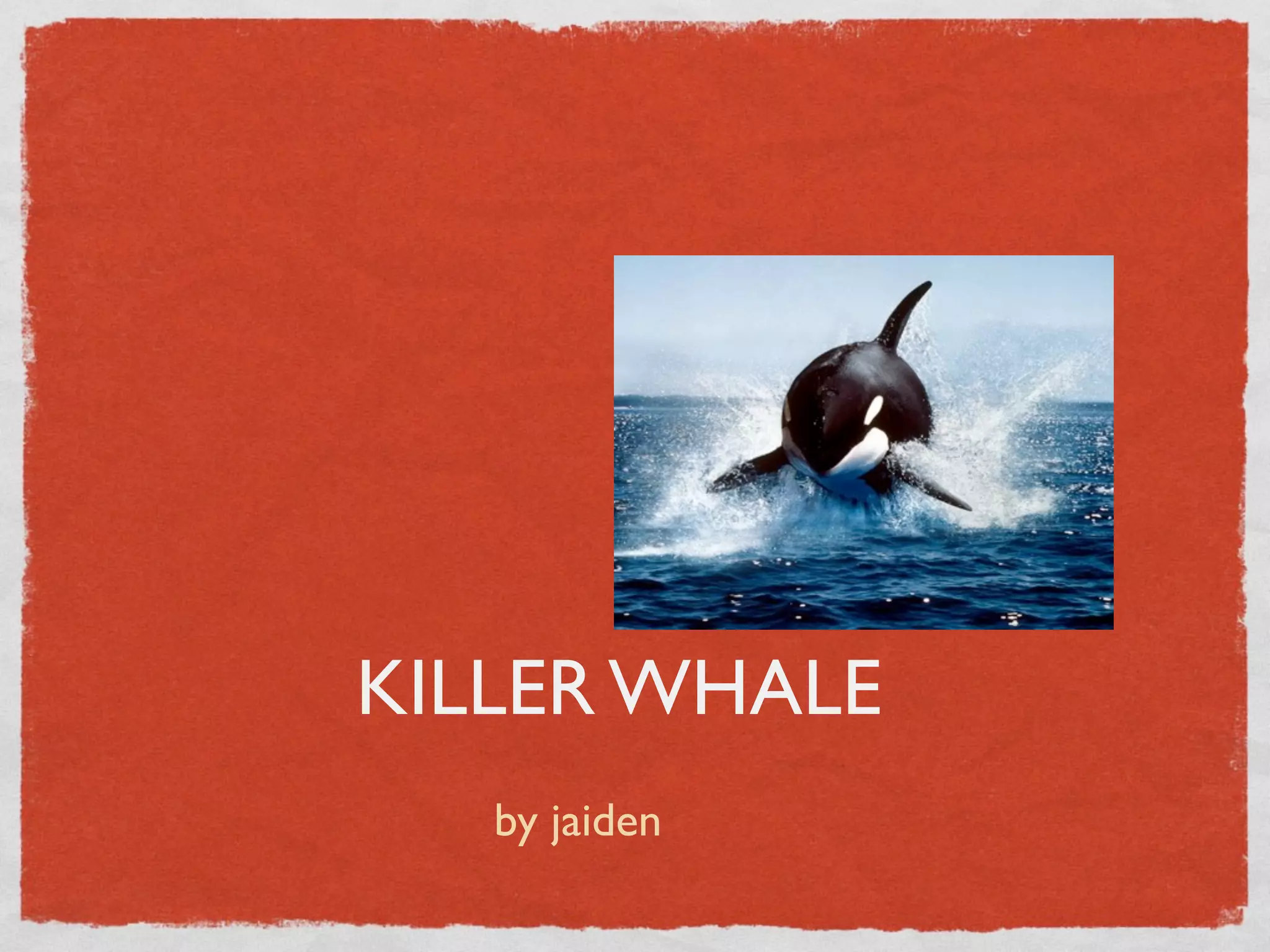 Killer Whales | KEY