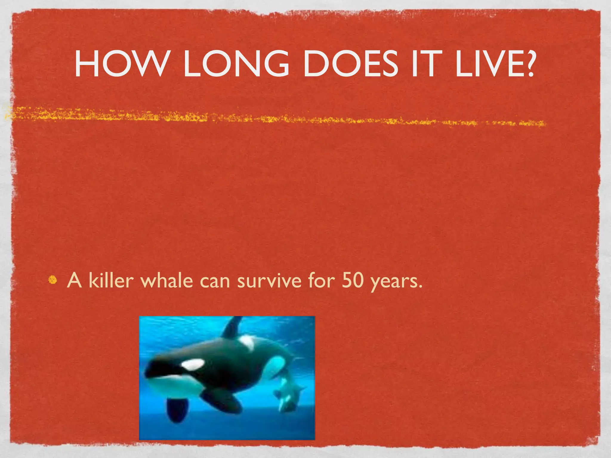 Killer Whales | PPT