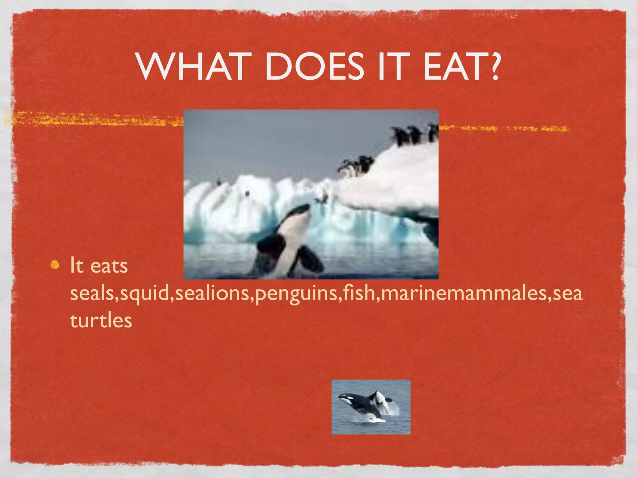 Killer Whales | KEY