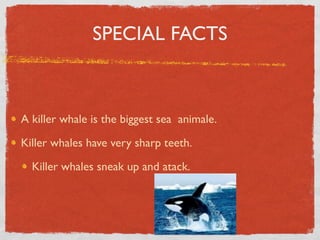 Killer Whales | KEY