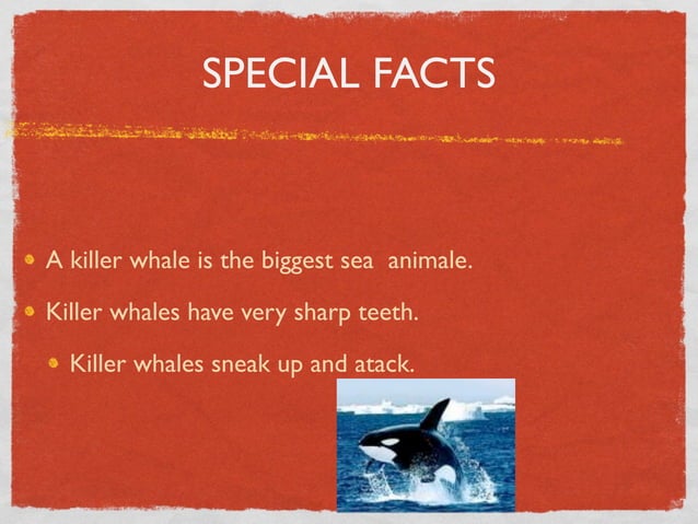 Killer Whales | KEY
