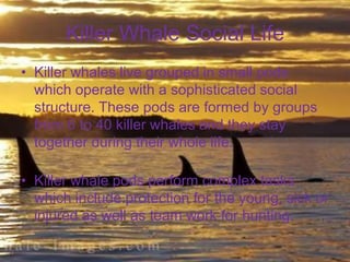 Killer whales | PPTX