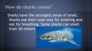 Killer whales and sharks (1)275 | PPT