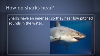 Killer whales and sharks (1)275 | PPT