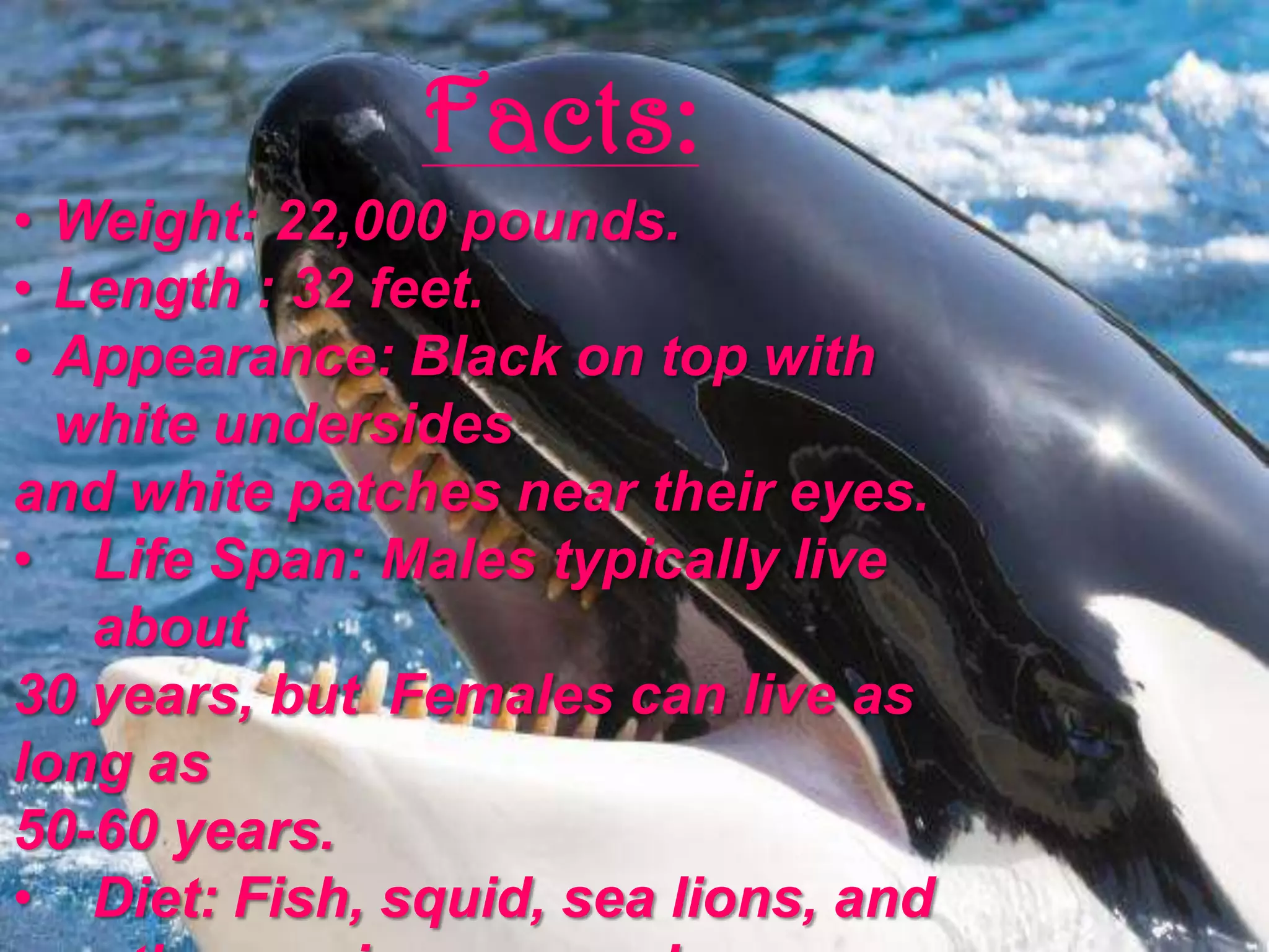 Killer whales project | PPTX