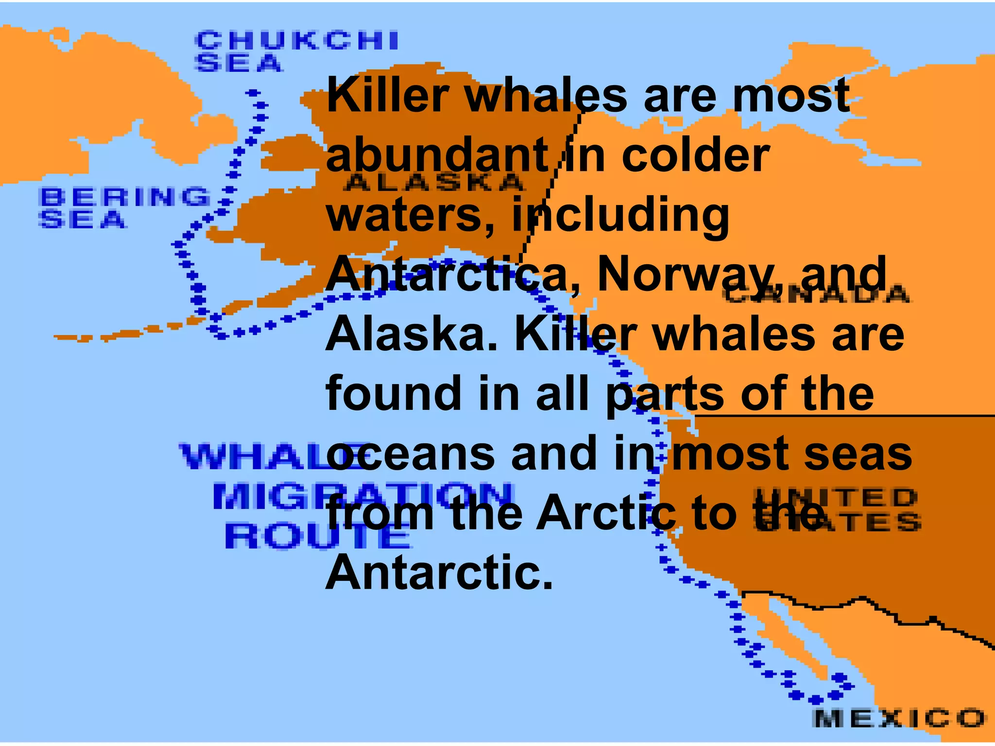 Killer whales project | PPTX