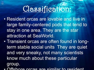 Killer whales project | PPTX