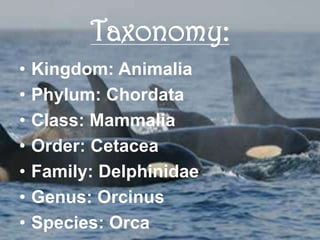 Killer whales project | PPTX