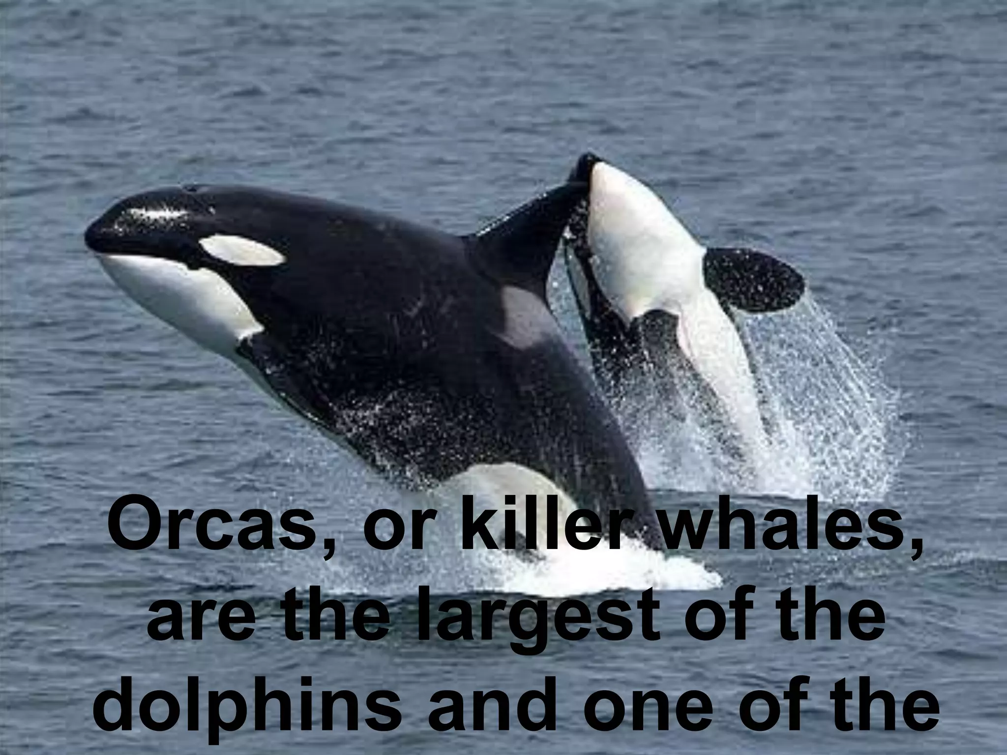 Killer whales project | PPT