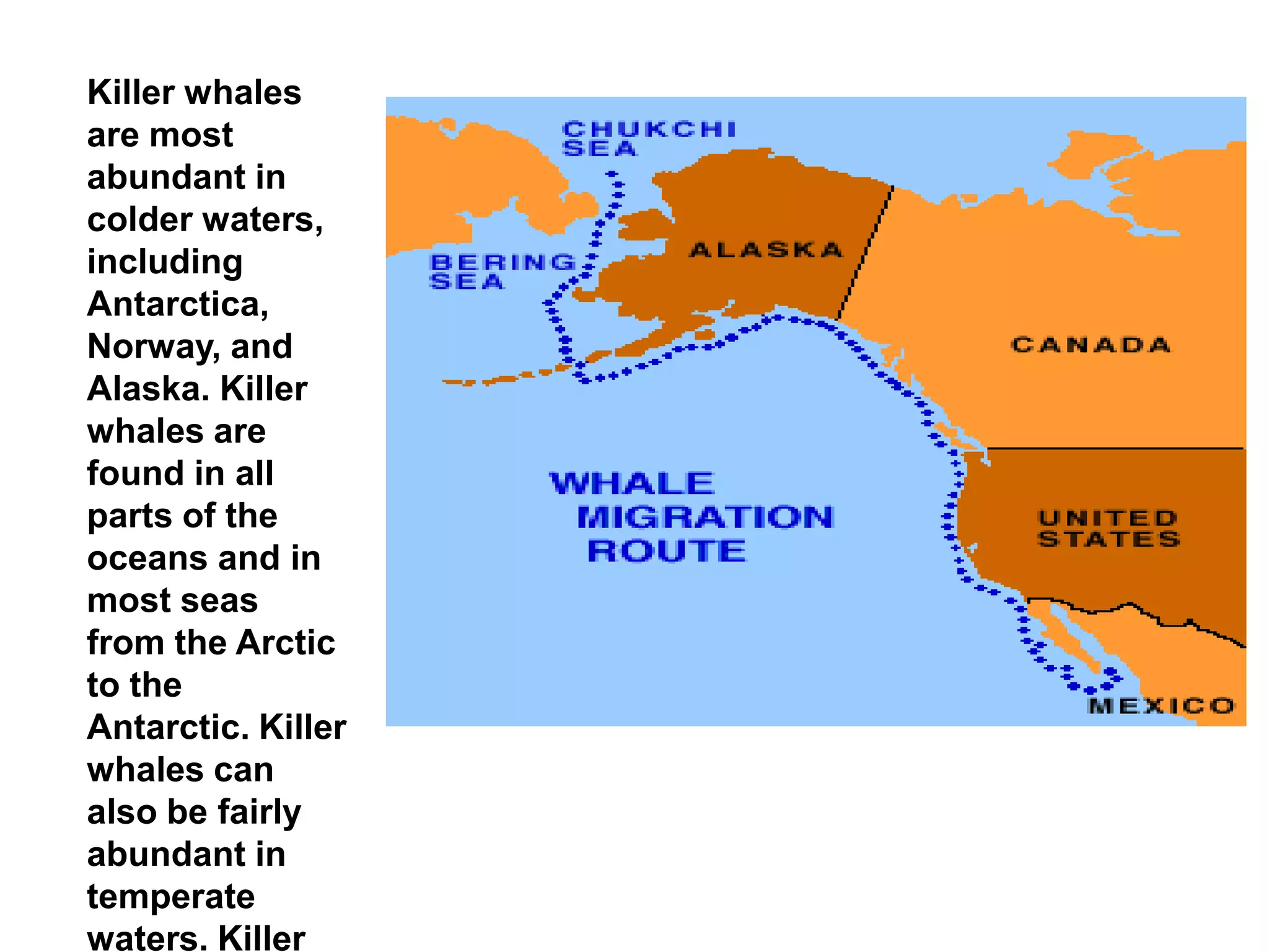 Killer whales project | PPTX