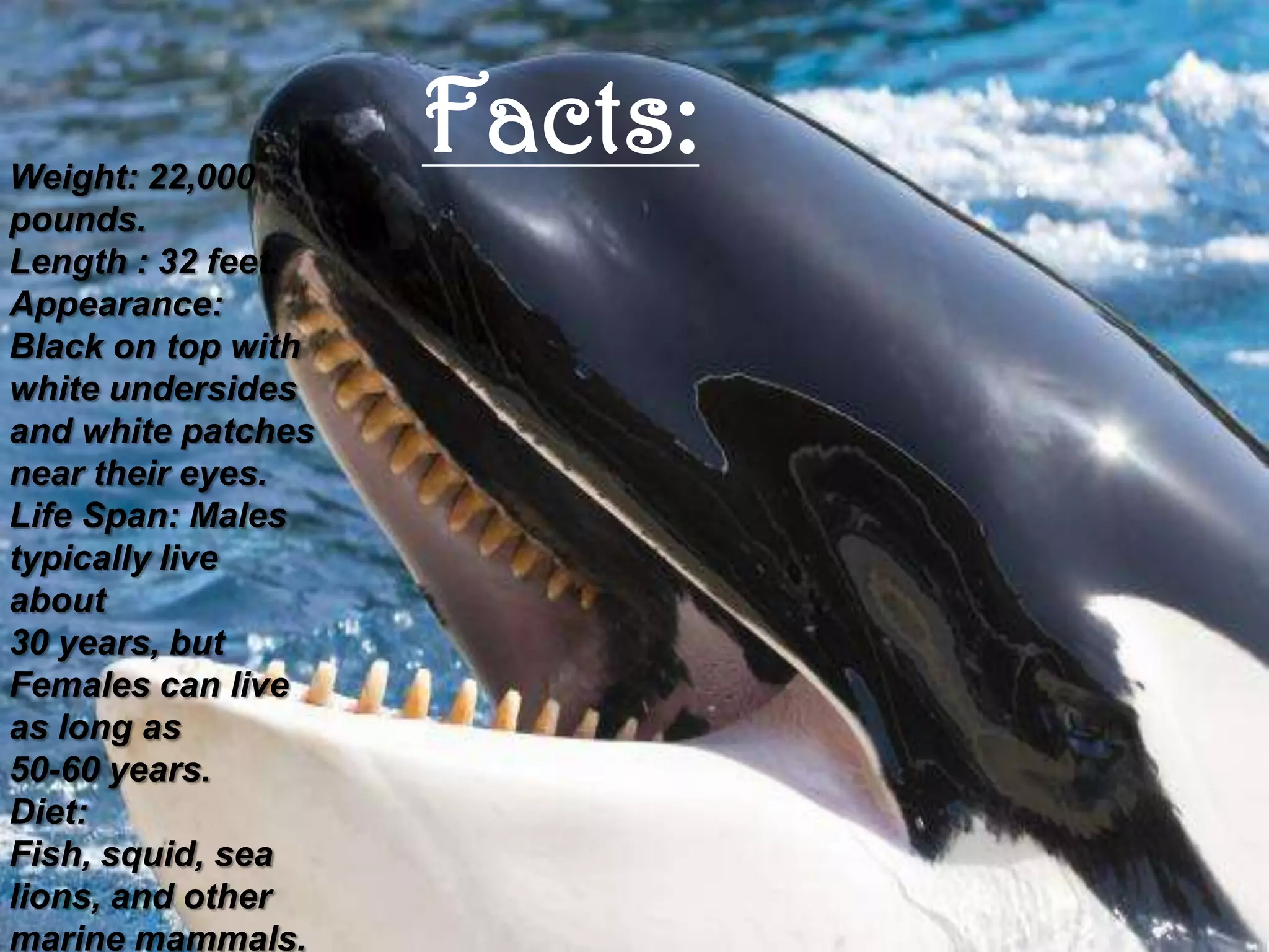 Killer whales project | PPTX