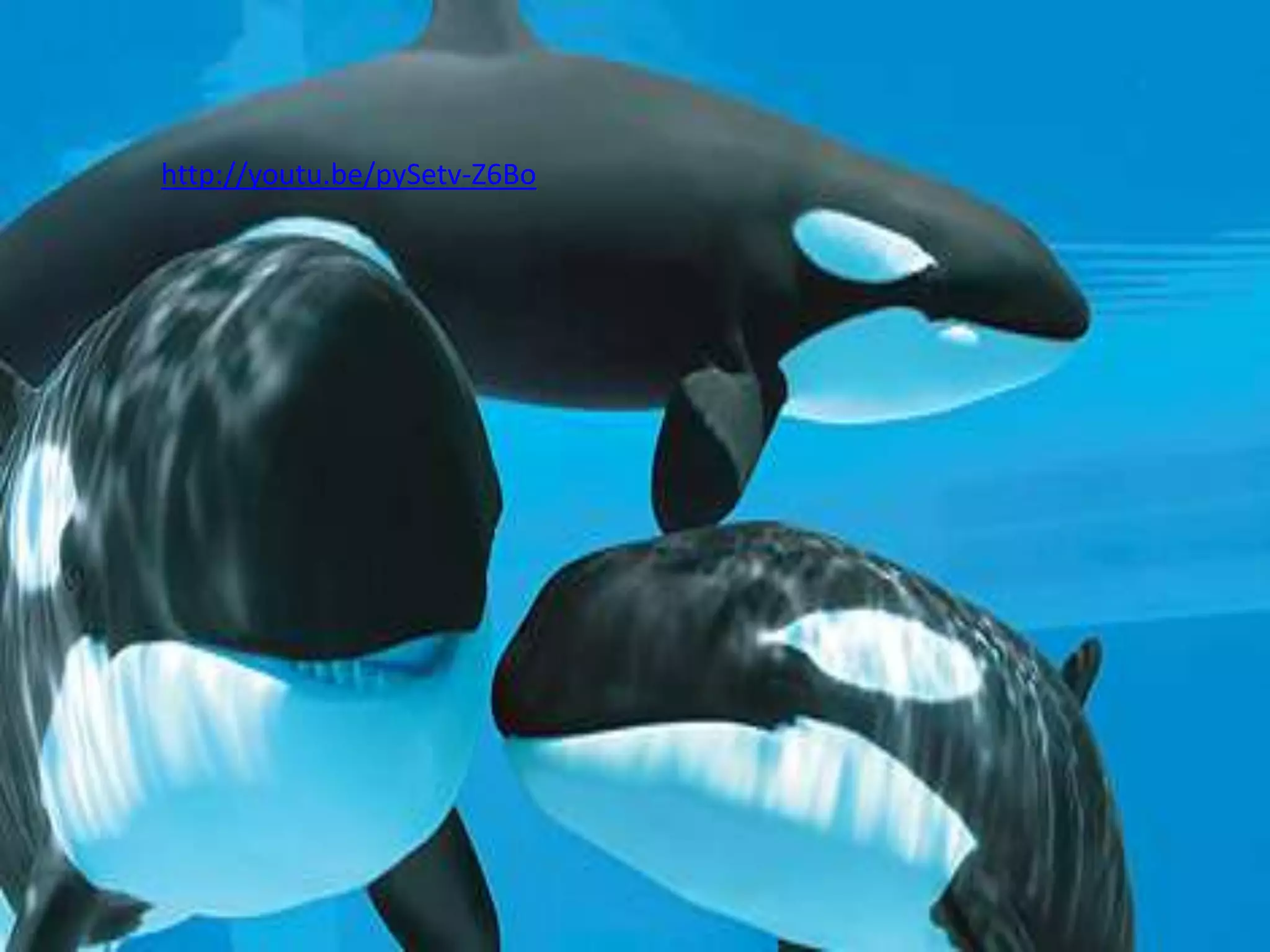 Killer whales project | PPTX