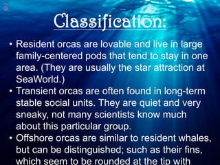 Killer whales project | PPTX