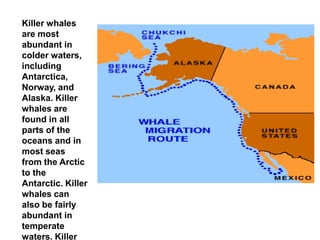 Killer whales project | PPTX