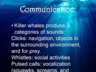 Killer whales project | PPTX