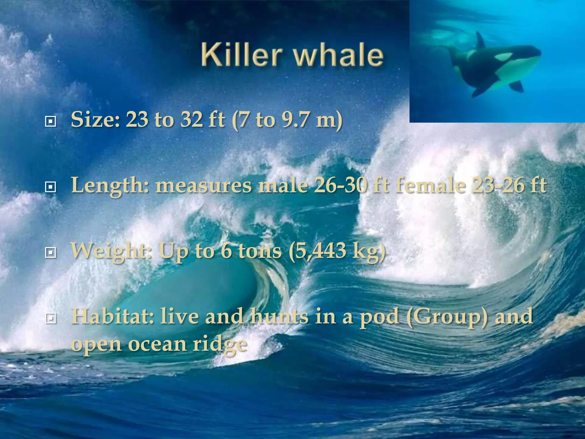 Killer Whale | PPT