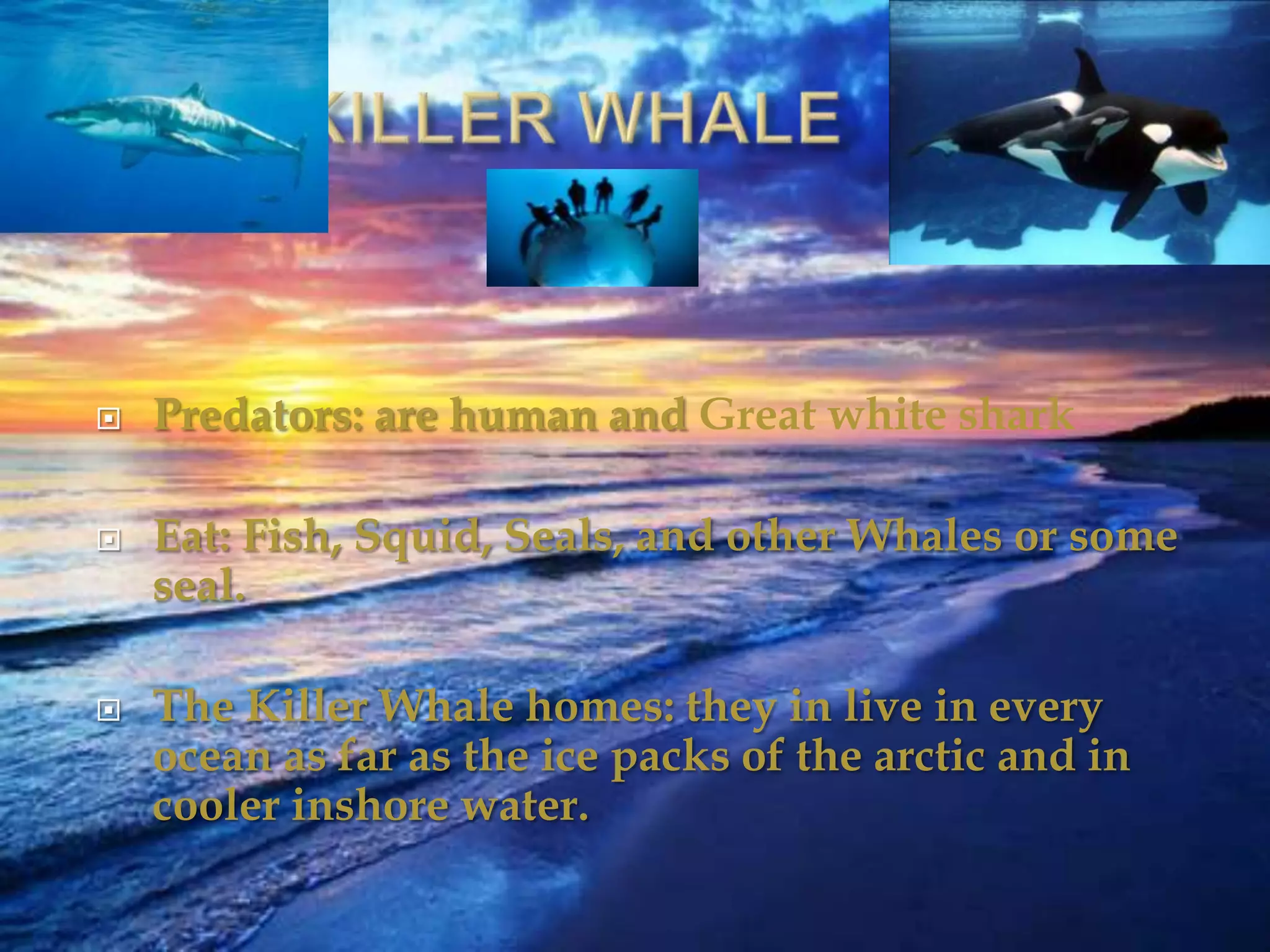 Killer Whale | PPT