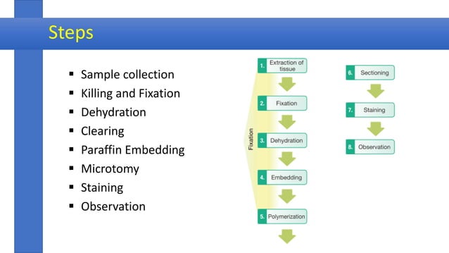 MICROTECHNIQUE Killing and fixation module | PDF | Skin Care | Beauty