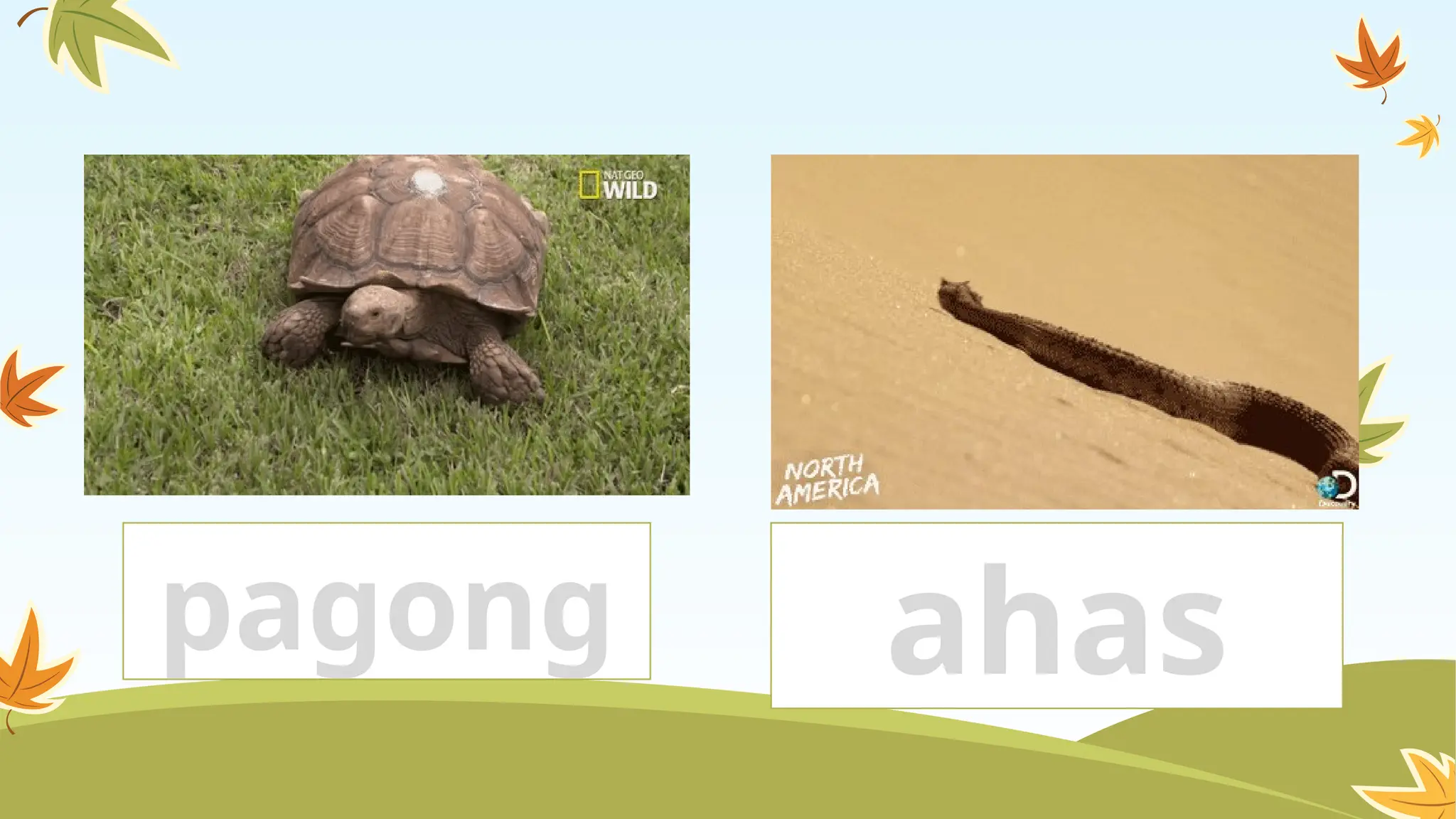 Kilos ng Hayop COT2.pptx for kindergarten | PPT