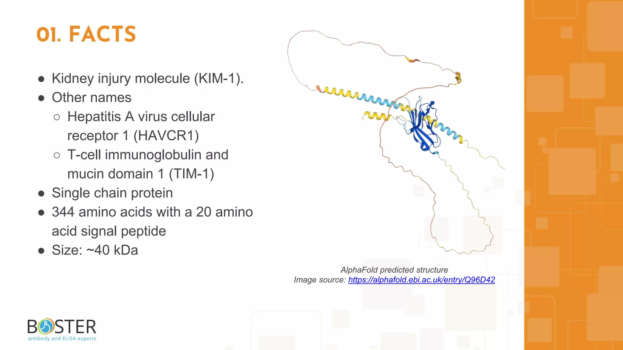 Learn KIM1/TIM1/HAVCR1 in 3 minutes | Kidney injury molecule 1 | PPTX