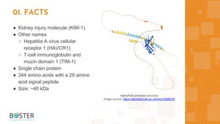 Learn KIM1/TIM1/HAVCR1 in 3 minutes | Kidney injury molecule 1 | PPT