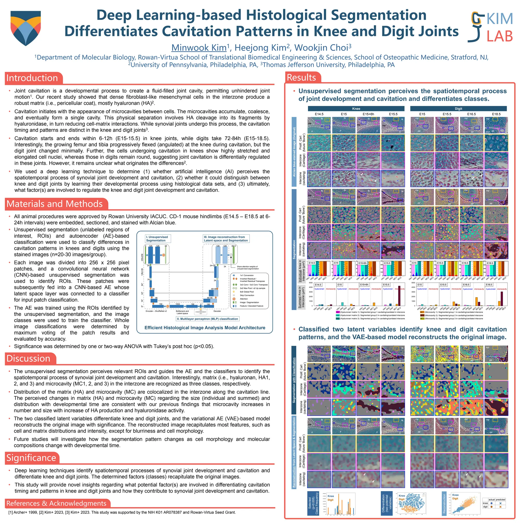 Deep Learning Based Histological Segmentation Differentiates Cavitation Patterns In Knee And