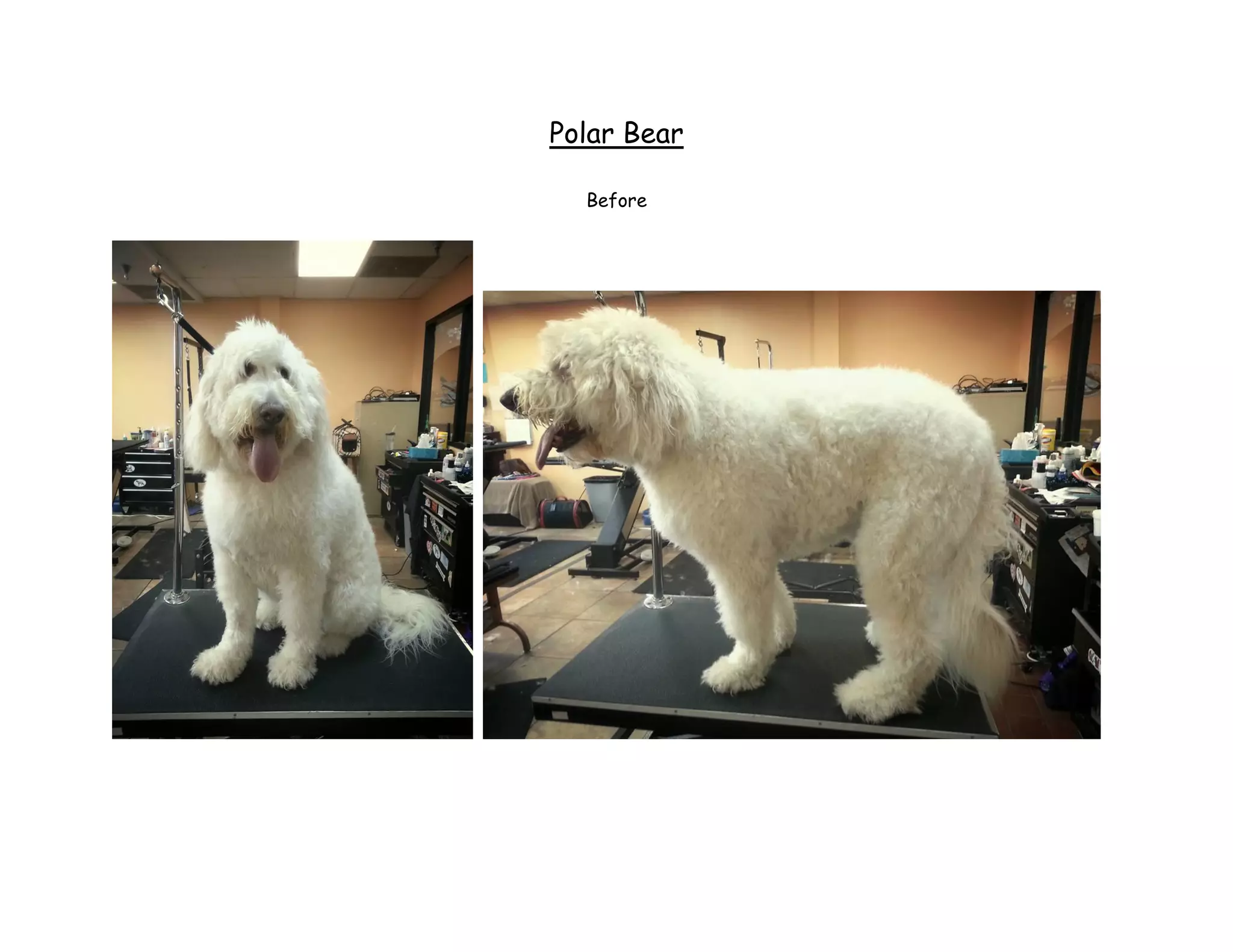 Kimberly's Dog Grooming Portfolio | PDF