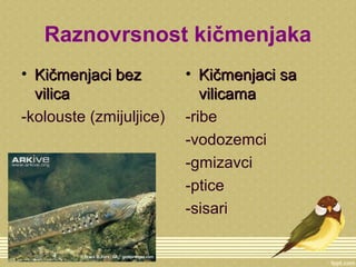 Kičmenajci | PPT