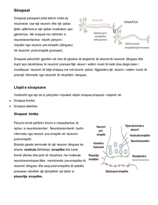Sinapsat dhe neurotransmiterët | DOCX