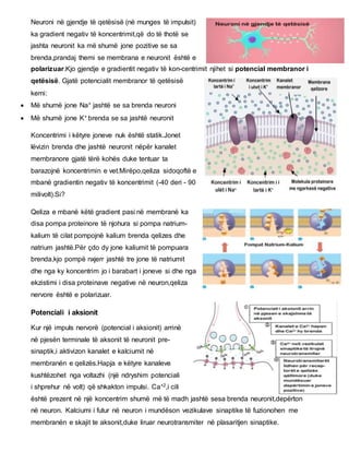Sinapsat dhe neurotransmiterët | DOCX