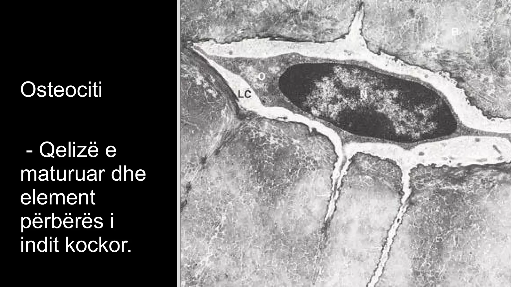 Kimia-Qeliza Shtazore | PPT