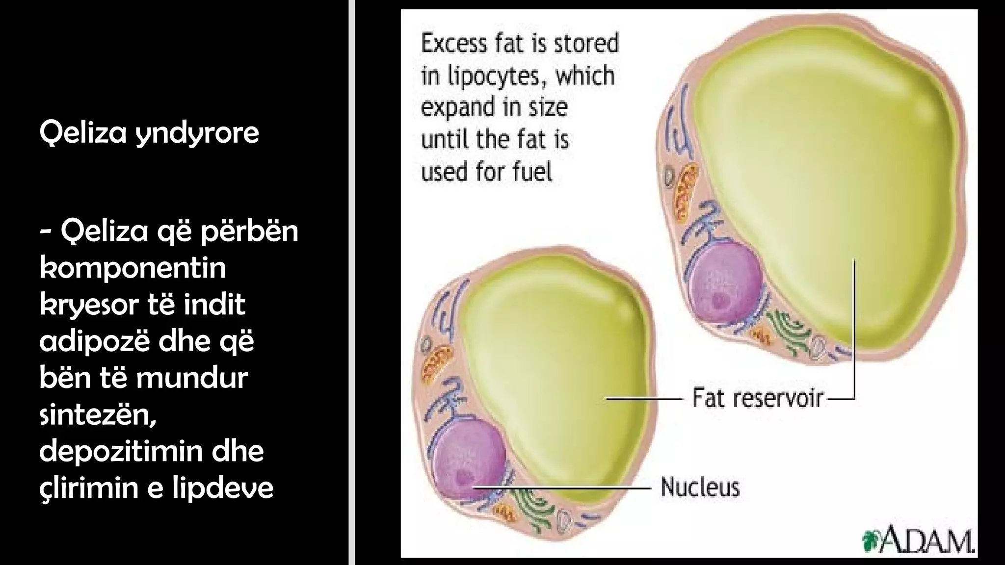 Kimia-Qeliza Shtazore | PPT