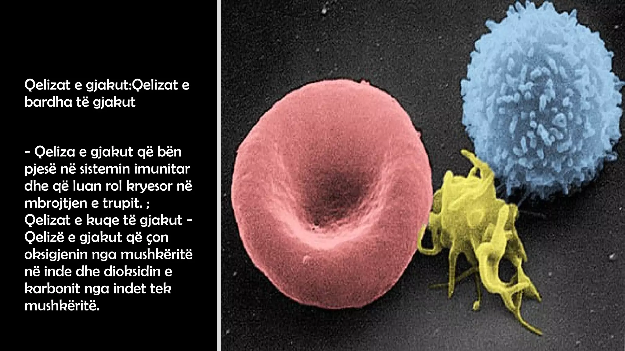 Kimia-Qeliza Shtazore | PPT