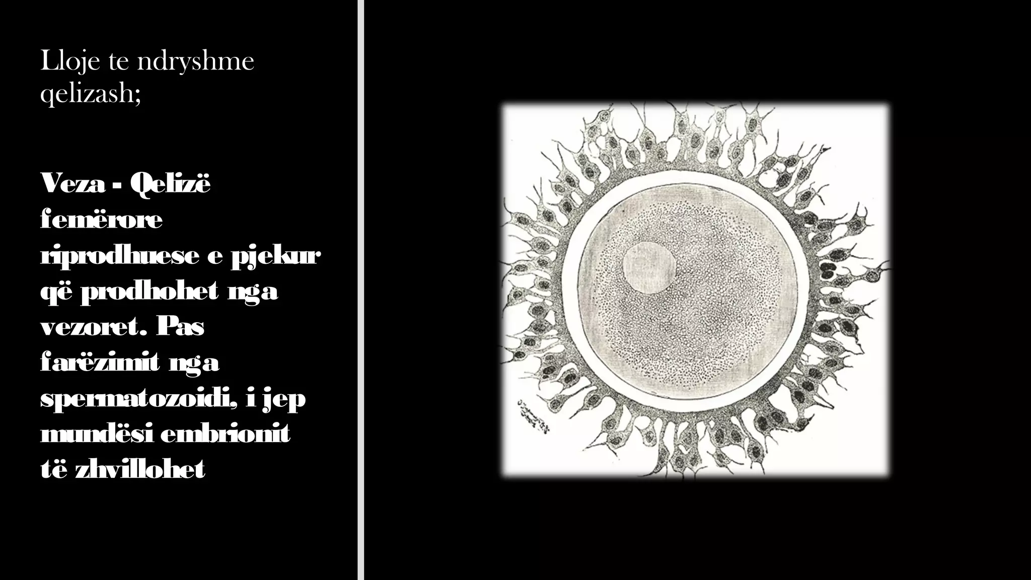 Kimia-Qeliza Shtazore | PPT