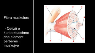 Kimia-Qeliza Shtazore | PPT