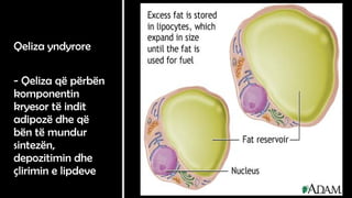 Kimia-Qeliza Shtazore | PPT