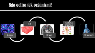Kimia-Qeliza Shtazore | PPT