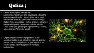 Kimia-Qeliza Shtazore | PPT