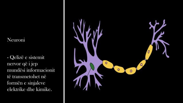 Kimia-Qeliza Shtazore