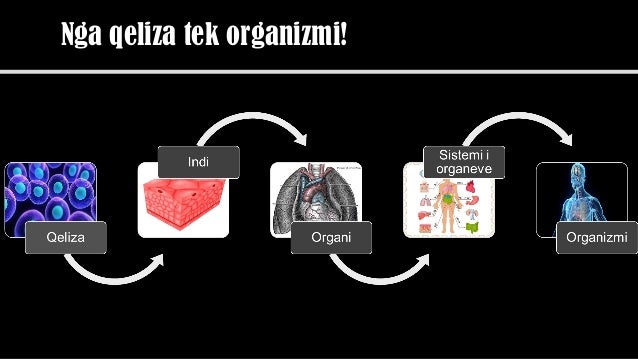 Kimia-Qeliza Shtazore