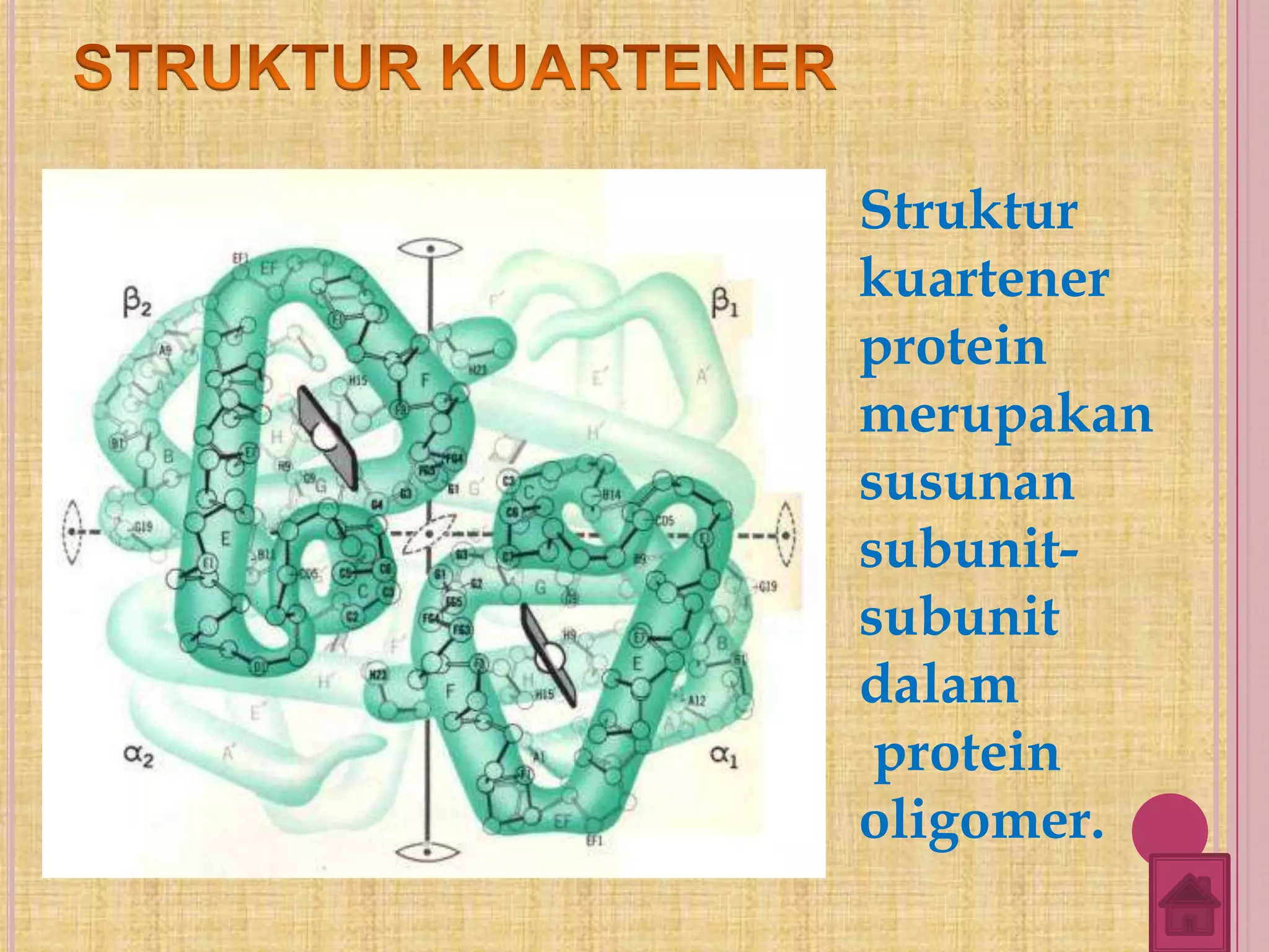 Power Point Protein | PPTX