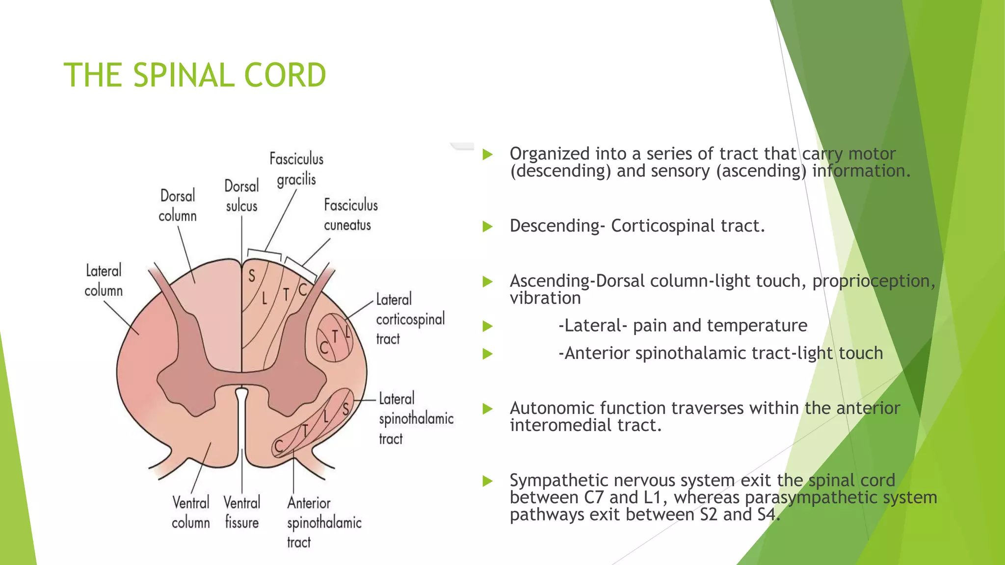 MANAGEMENT OF ACUTE SPINAL CORD INJURY. | PPTX