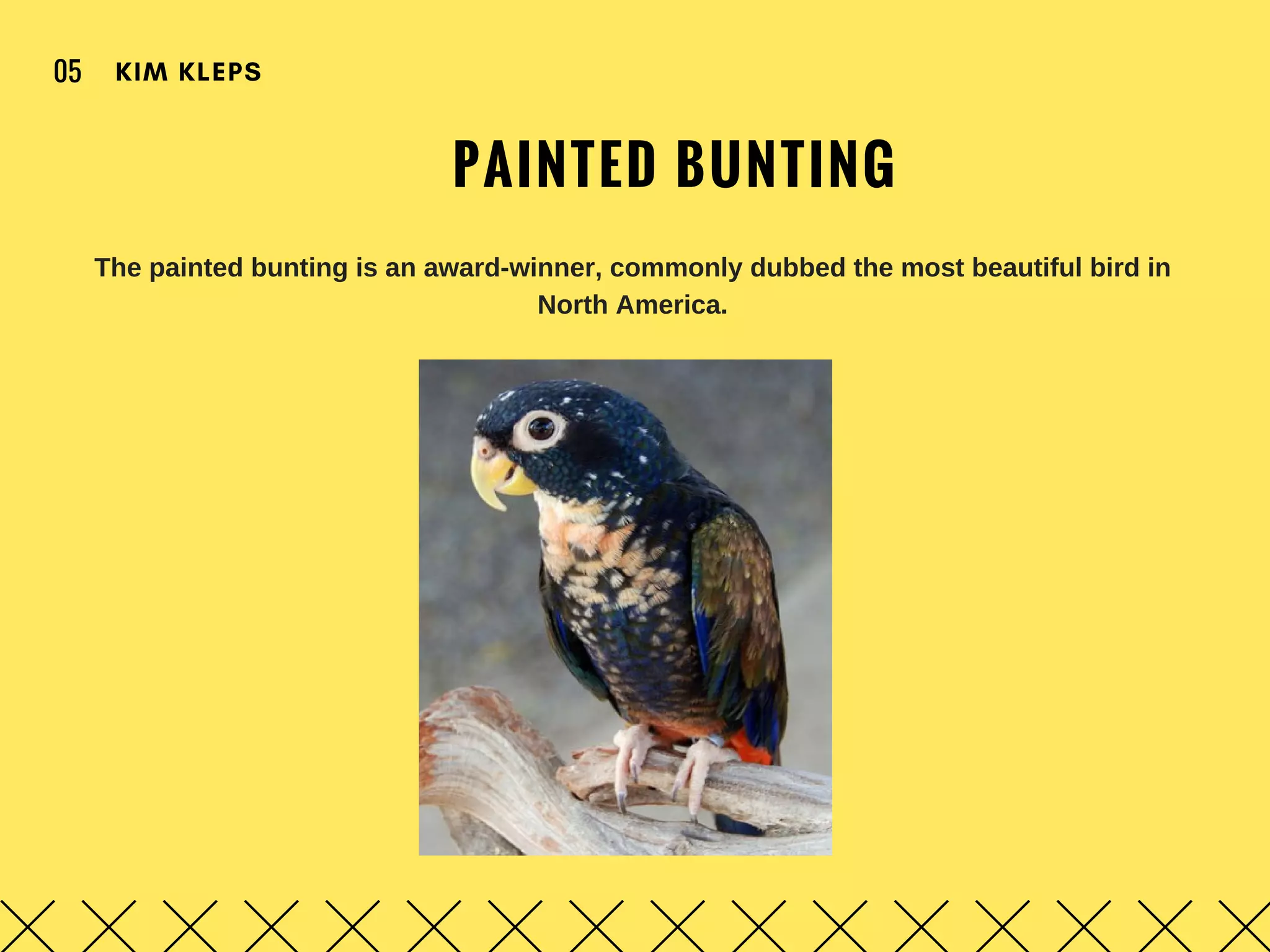 Kim kleps 10 incredibly beautiful birds | PPT | Free Download