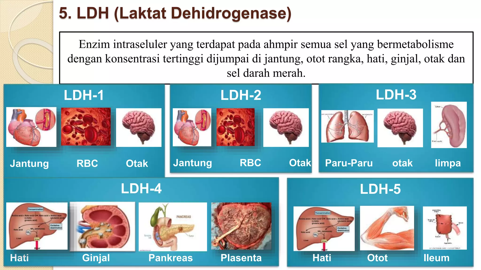 Enzim pada Organ Hati | PPTX