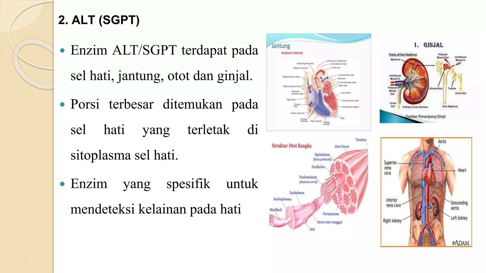 Enzim pada Organ Hati | PPTX