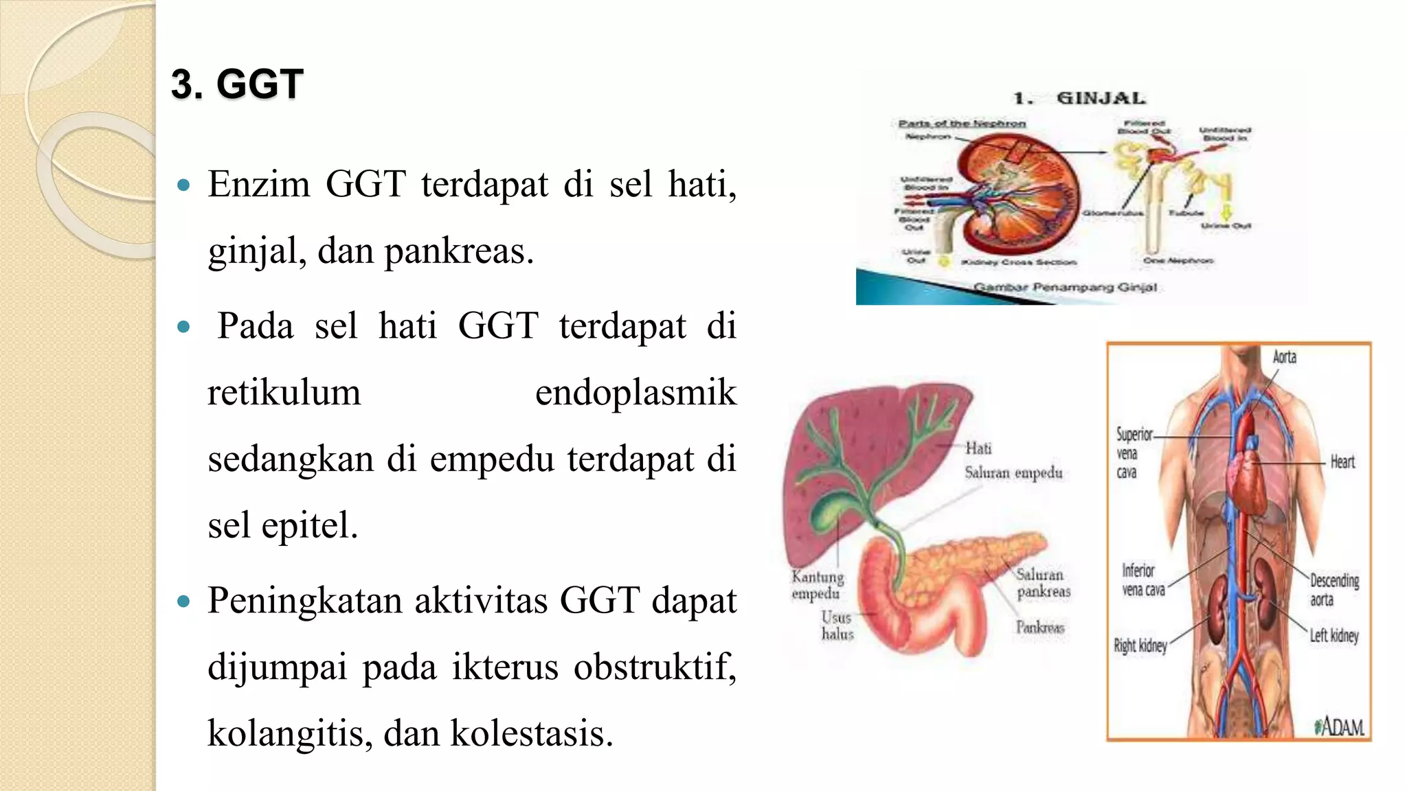 Enzim pada Organ Hati | PPTX