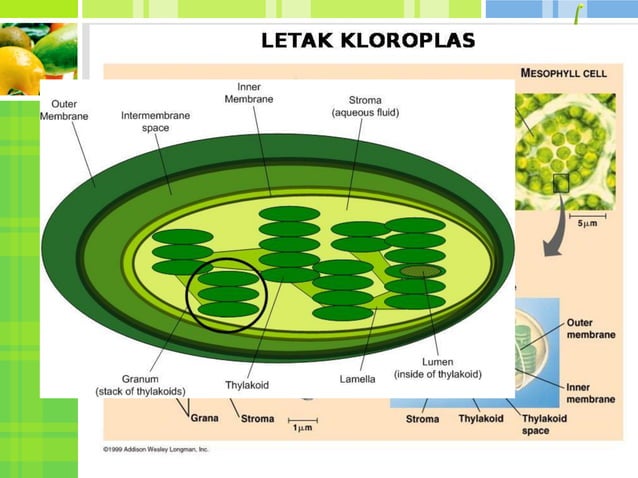 Kimpang meet 9_pigmen | PDF