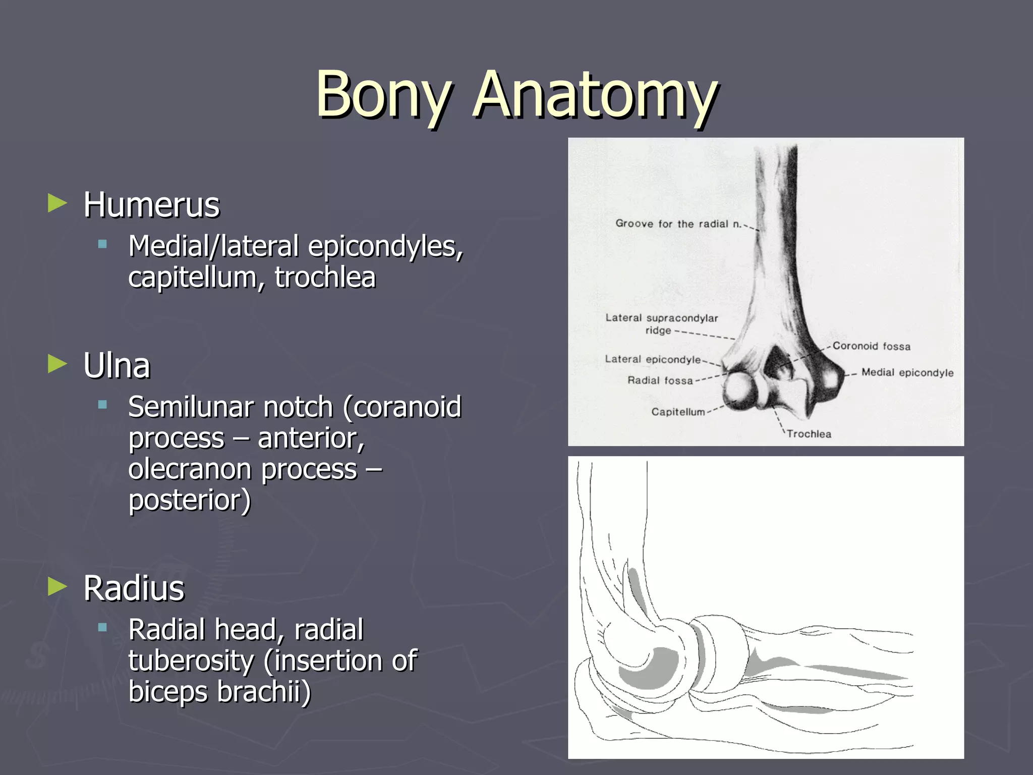 Kin 188 Elbow Evaluation And Injuries | PPT