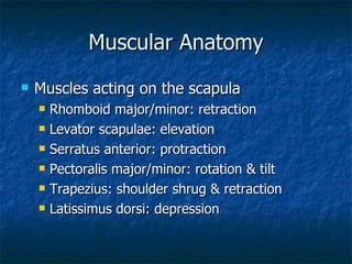 Kin 188 Shoulder Evaluation And Injuries | PPT