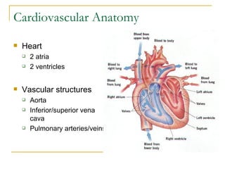 Kin 188 Thoracic And Abdominal Evaluation And Injuries | PPT